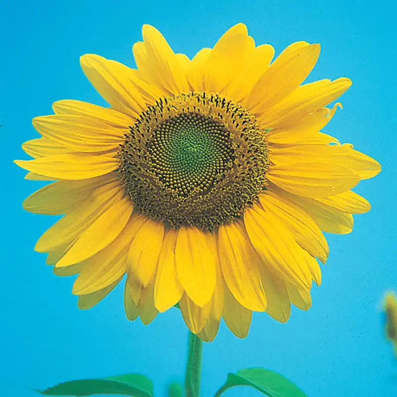 Mammoth Gray Stripe Sunflower Seed | Gurney's Seed & Nursery Co.