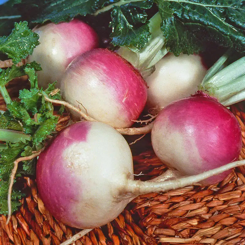 Purple Top White Globe Turnip Seed | Gurney's Seed & Nursery Co.