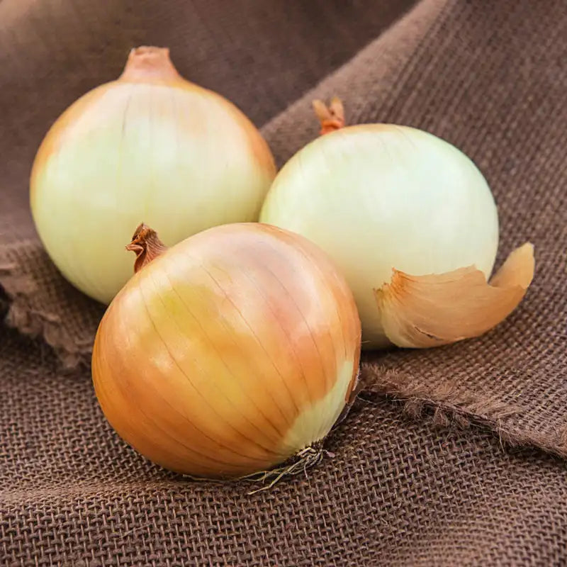 Candy Onion Hybrid | Gurney's Seed & Nursery Co.