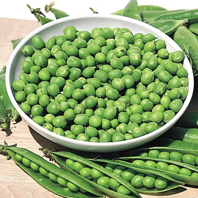 Little Marvel Pea Seed | Gurney's Seed & Nursery Co.