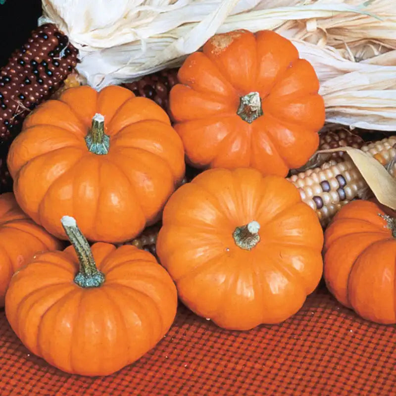 Jack-Be-Little Pumpkin | Gurney's Seed & Nursery Co.