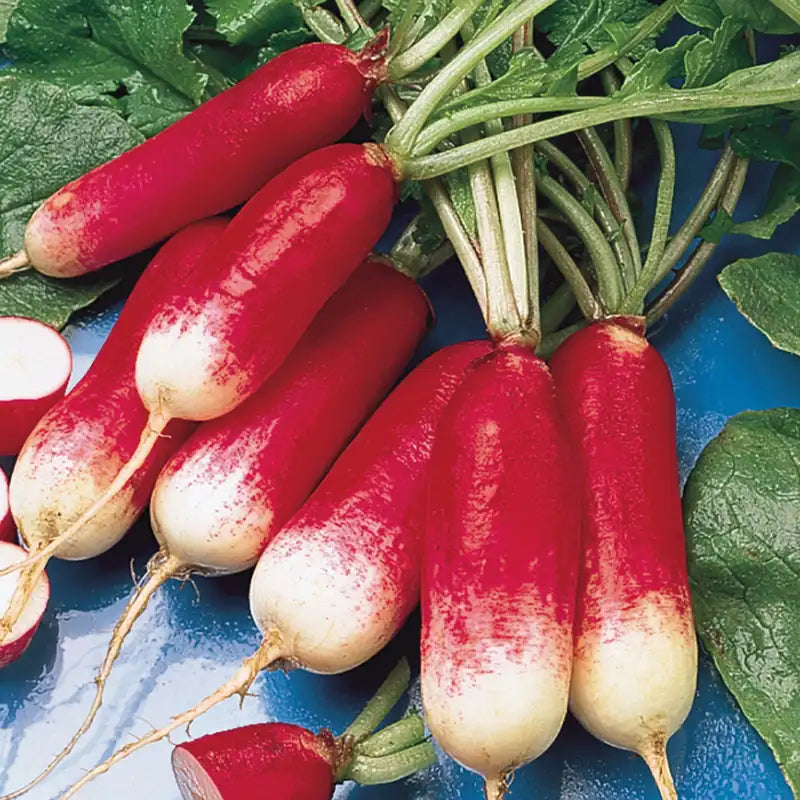 French Breakfast Radish Seed | Gurney's Seed & Nursery Co.