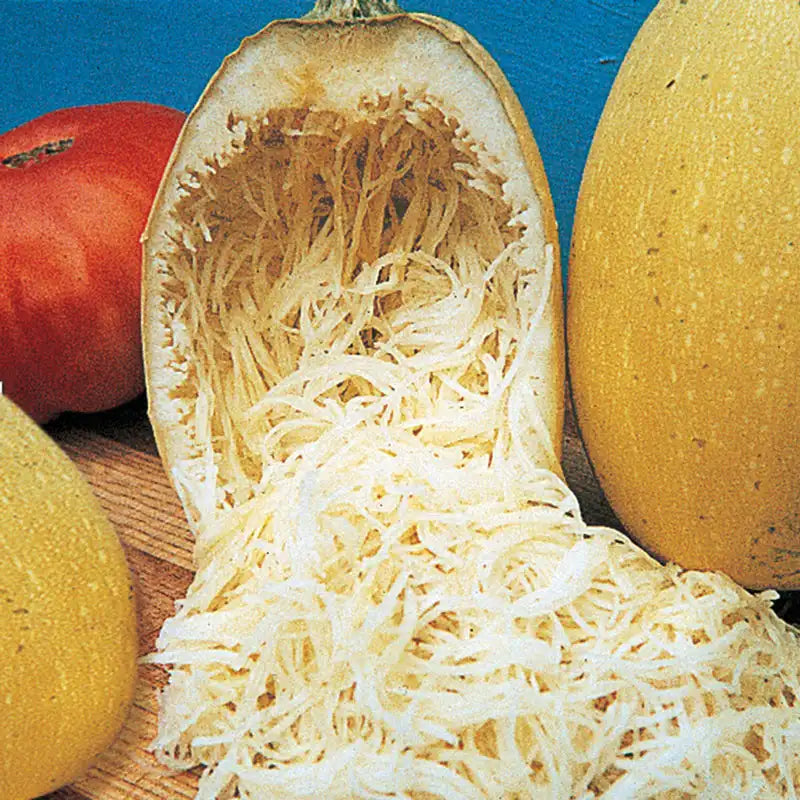 Vegetable Spaghetti Winter Squash | Gurney's Seed & Nursery Co.