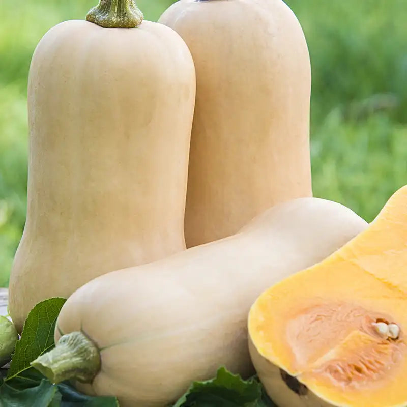 Waltham Butternut Winter Squash Seed | Gurney's Seed & Nursery Co.