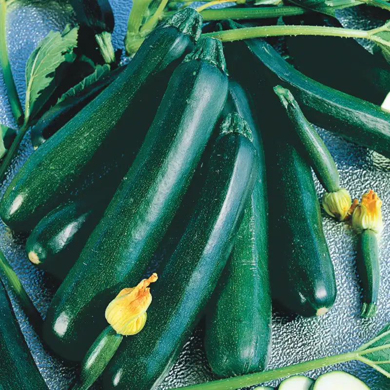 Black Magic Zucchini Summer Squash | Gurney's Seed & Nursery Co.