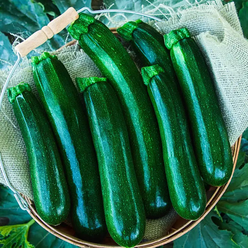 Jackpot Hybrid Zucchini Summer Squash | Gurney's Seed & Nursery Co.