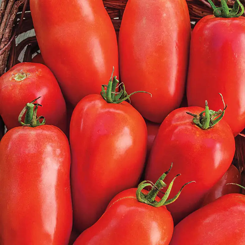 Roma Tomatoes | Gurney's Seed & Nursery Co.
