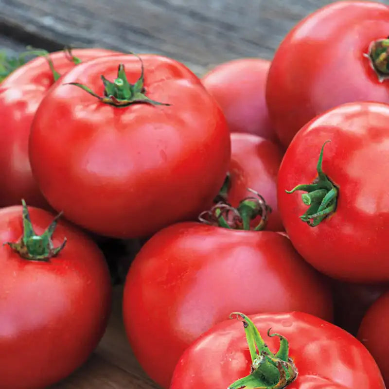 Better Boy Hybrid Tomato: Tomato Seeds from Gurney's Seed & Nursery Co.