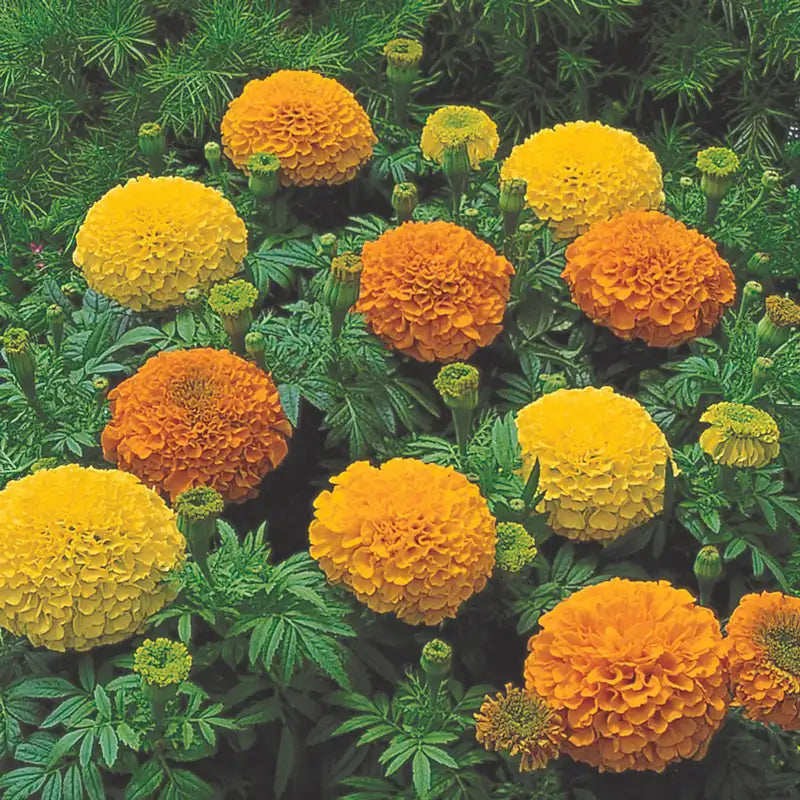 Inca II Mix Marigold | Gurney's Seed & Nursery Co.