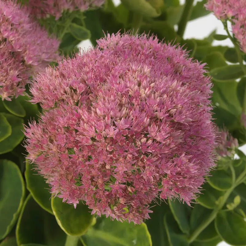 Sedum Spectacular – Gurney's Seed & Nursery Co.