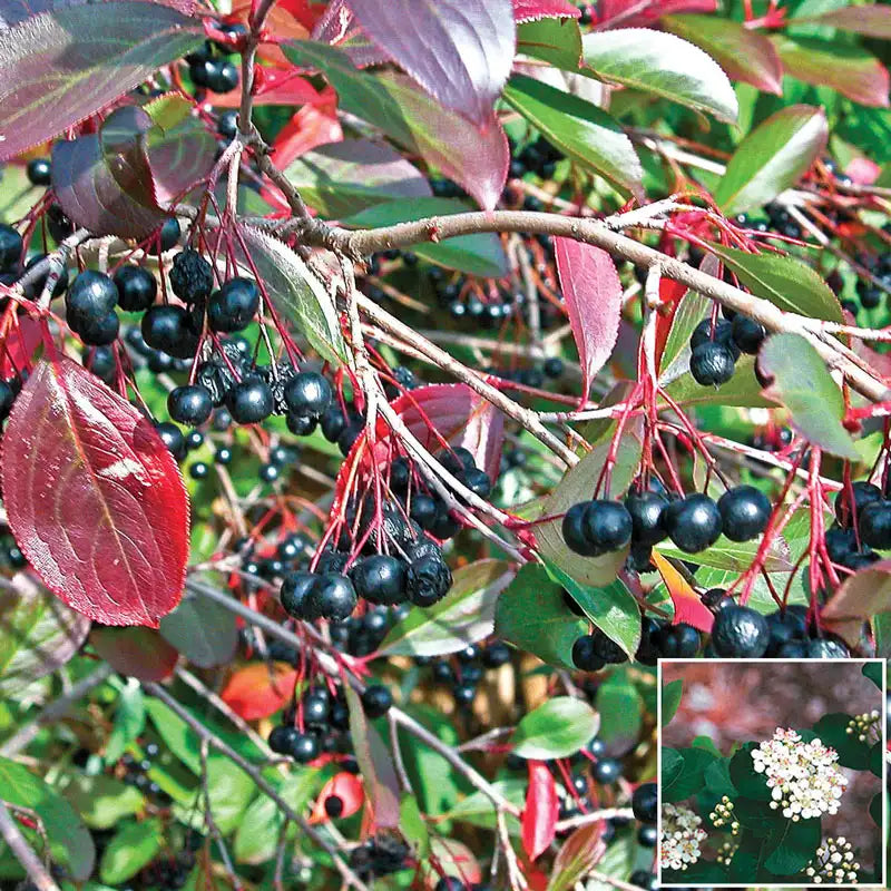Aronia Berry Tree | Gurney's Seed & Nursery Co.