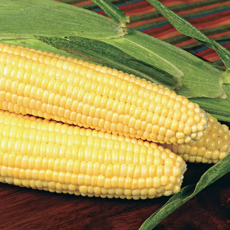 Bodacious RM Hybrid Sweet Corn Seed (se) | Gurney's Seed & Nursery Co.