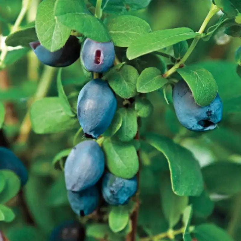 Tundra Honeyberry | Gurney's Seed & Nursery Co.