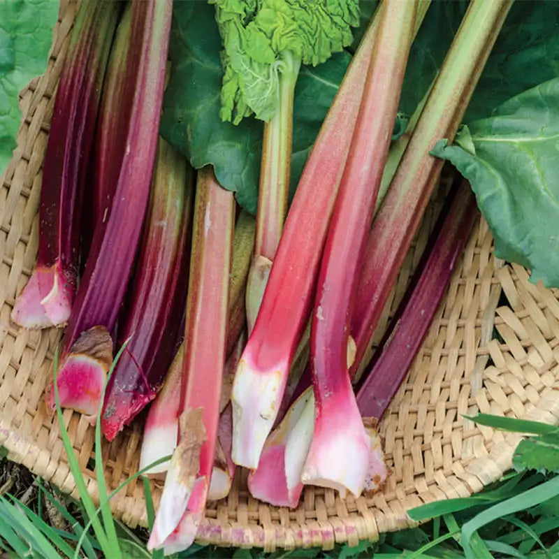Rhubarb Victoria | Gurney's Seed & Nursery Co.