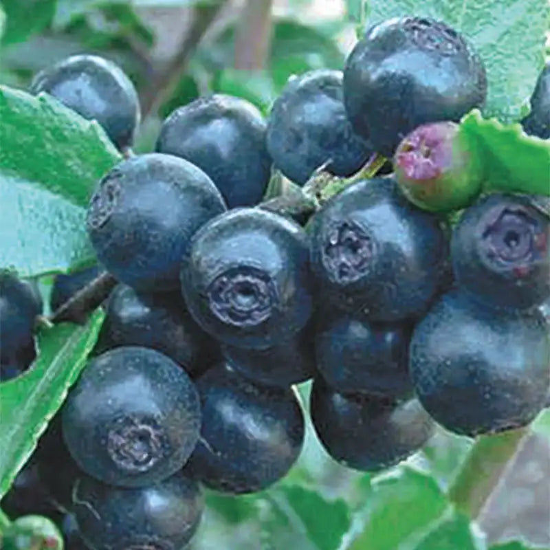Huckleberry Plant | Gurney's Seed & Nursery Co.