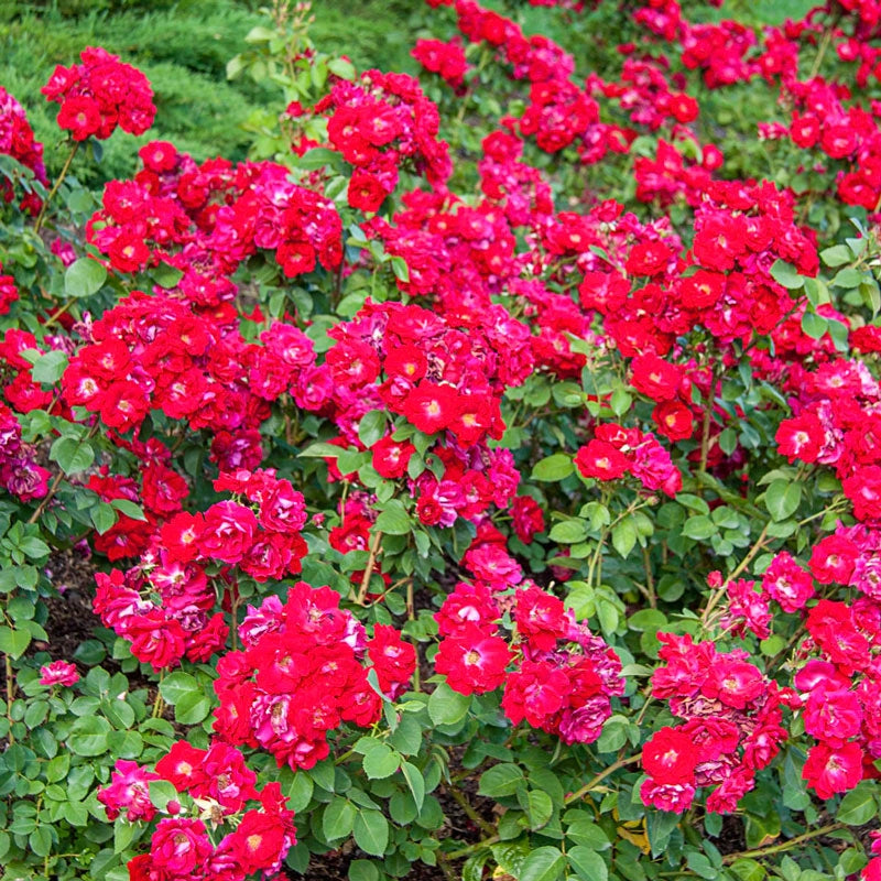 Champlain Shrub Rose for Sale at Gurney's Seed & Nursery Co.