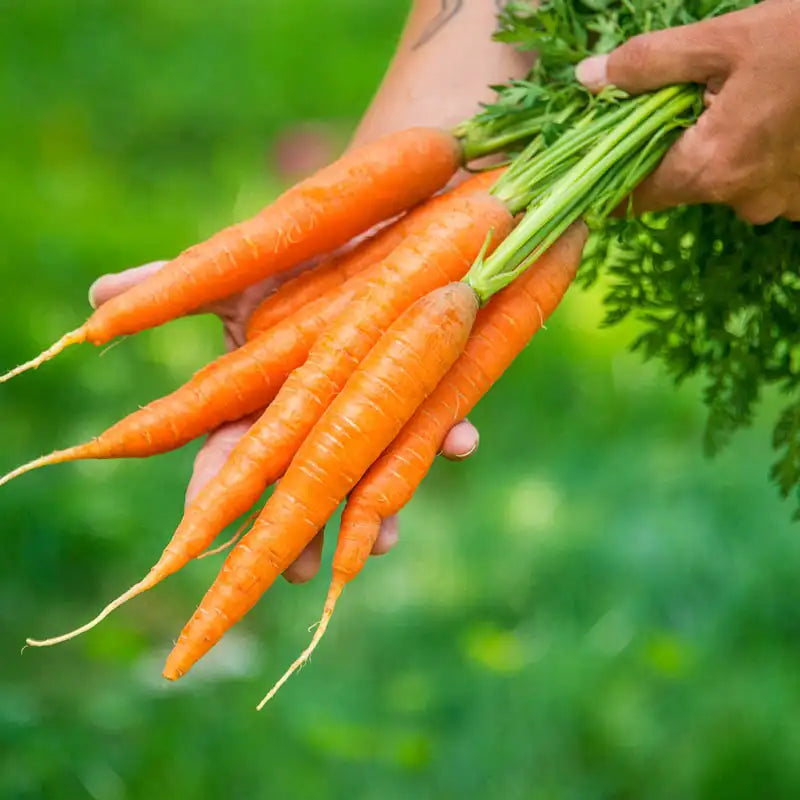 Napoli Hybrid Carrot Seed | Gurney's Seed & Nursery Co.