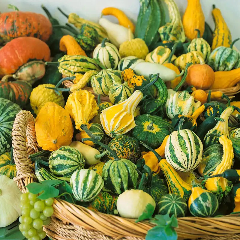 Harvest Wings Hybrid Gourd | Gourd Seeds from Gurney's Seed & Nursery Co.