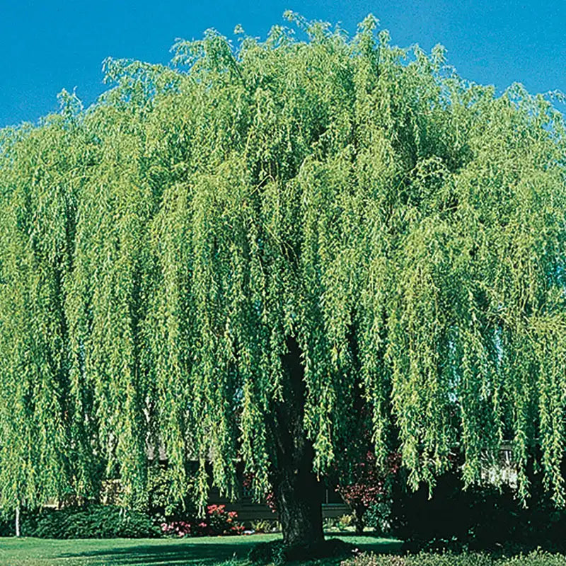 Weeping Willow Tree: Trees and Shrubs from Gurney's Seed & Nursery Co.