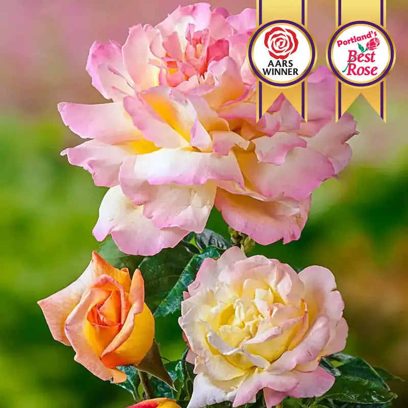 Peace Hybrid Tea Rose | Gurney's Seed & Nursery Co.