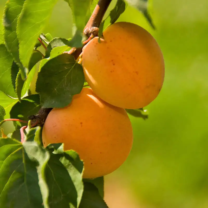 Tropic Gold Apricot Tree| Fruit Trees for Sale from Gurney's Seed ...
