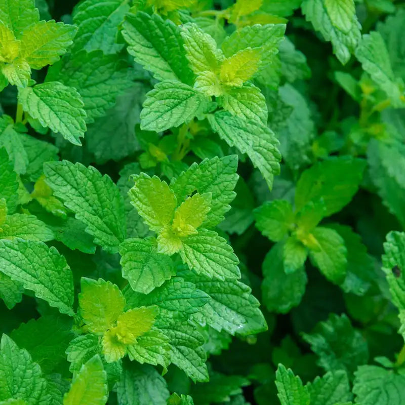 Lemon Balm Herb Seed Packet: Herb Seeds from Gurney's Seed & Nursery Co.