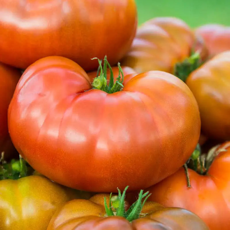 Tasmanian Chocolate Tomato | Gurney's Seed & Nursery Co.