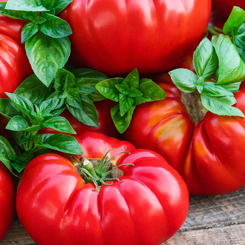 Buffalosteak Hybrid Tomato | Gurney's Seed & Nursery Co.