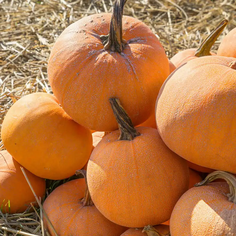 Winter Luxury Pumpkin Seed | Gurney's Seed & Nursery Co.