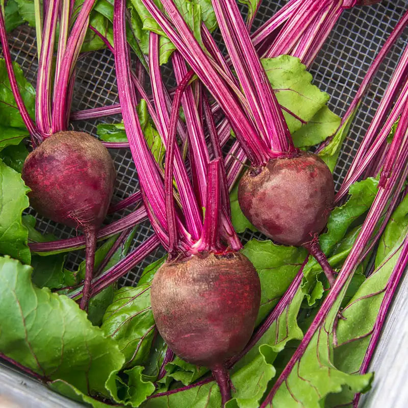 Red Cloud Hybrid Beet Seed | Gurney's Seed & Nursery Co.