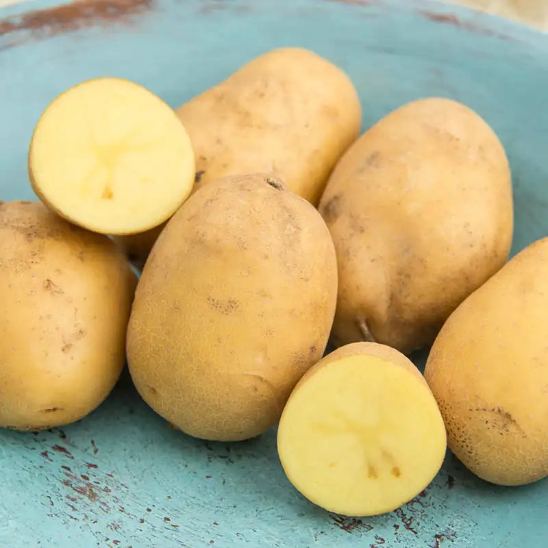 Potato Nicola for Sale | Gurney's Seed & Nursery Co.