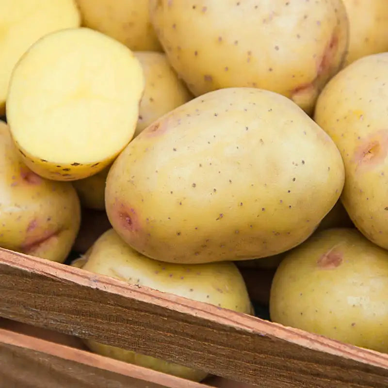 Yukon Gem Potato | Gurney's Seed & Nursery Co.