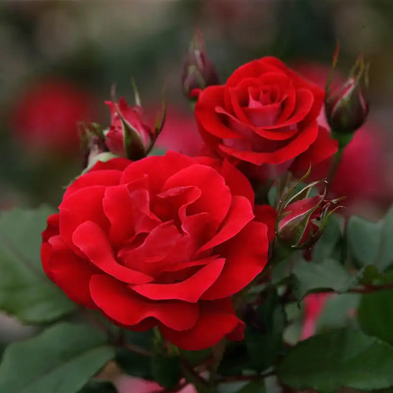 Buy Take It Easy Shrub Rose | Best Deals on Roses | Gurney's Seed ...