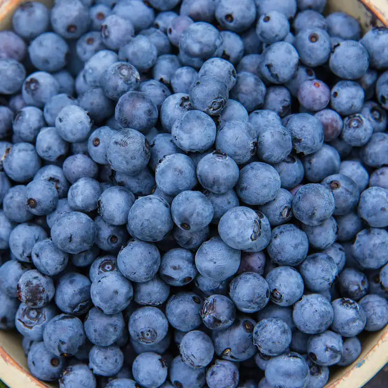 Mini Blues Northern Highbush Blueberry | Gurney's Seed & Nursery Co.