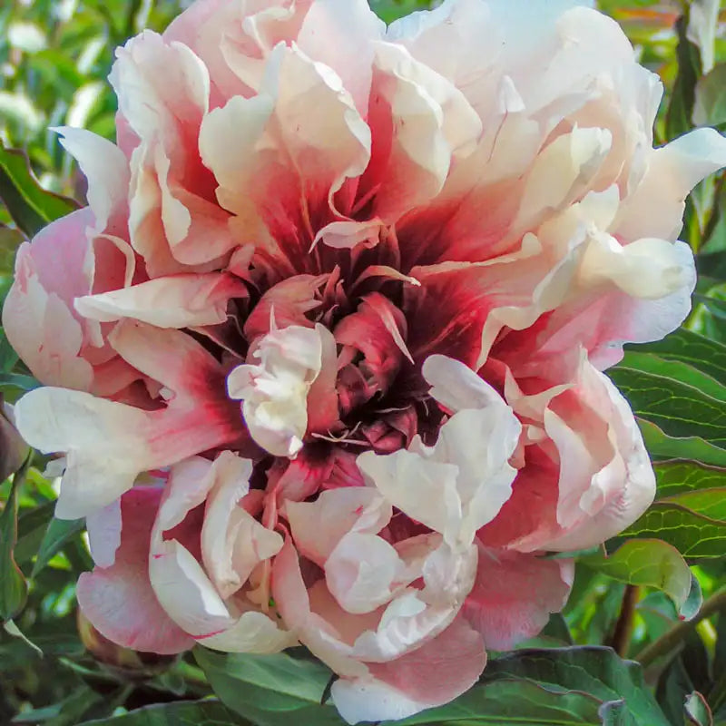 Buy Oochigeas Itoh Peony | Gurney's Seed & Nursery Co.