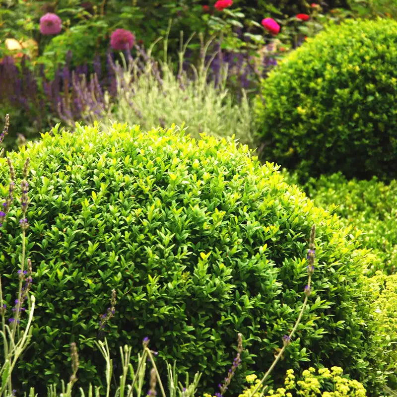 Winter Gem Boxwood: Shrubs for Hedges from Gurney's Seed & Nursery Co.