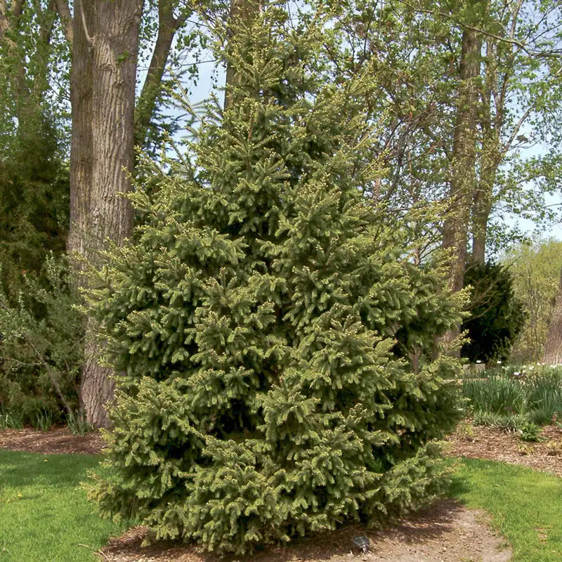 White Spruce Tree: Evergreen Trees from Gurney's Seed & Nursery Co.