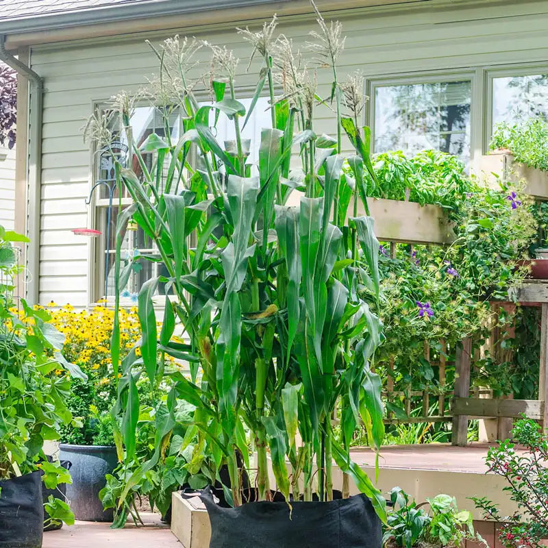 Utopia Synergistic Hybrid Sweet Corn Seeds from Gurney's Seed & Nursery Co.