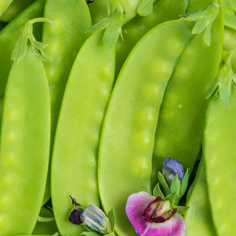 Green Beauty Snow Pea: Untreated Seeds from Gurney's Seed & Nursery Co.