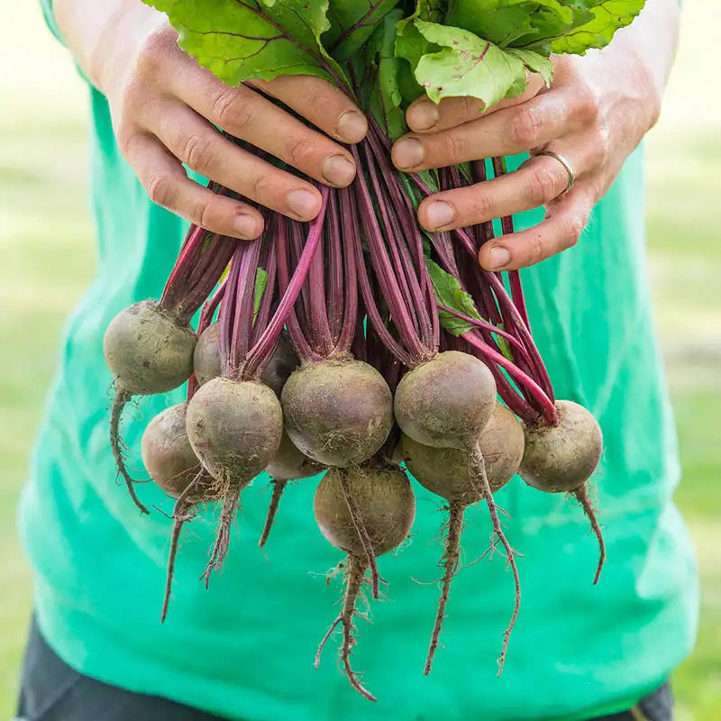 Pablo Hybrid Beet Seeds | Vegetable Seeds from Gurney's Seed & Nursery Co.