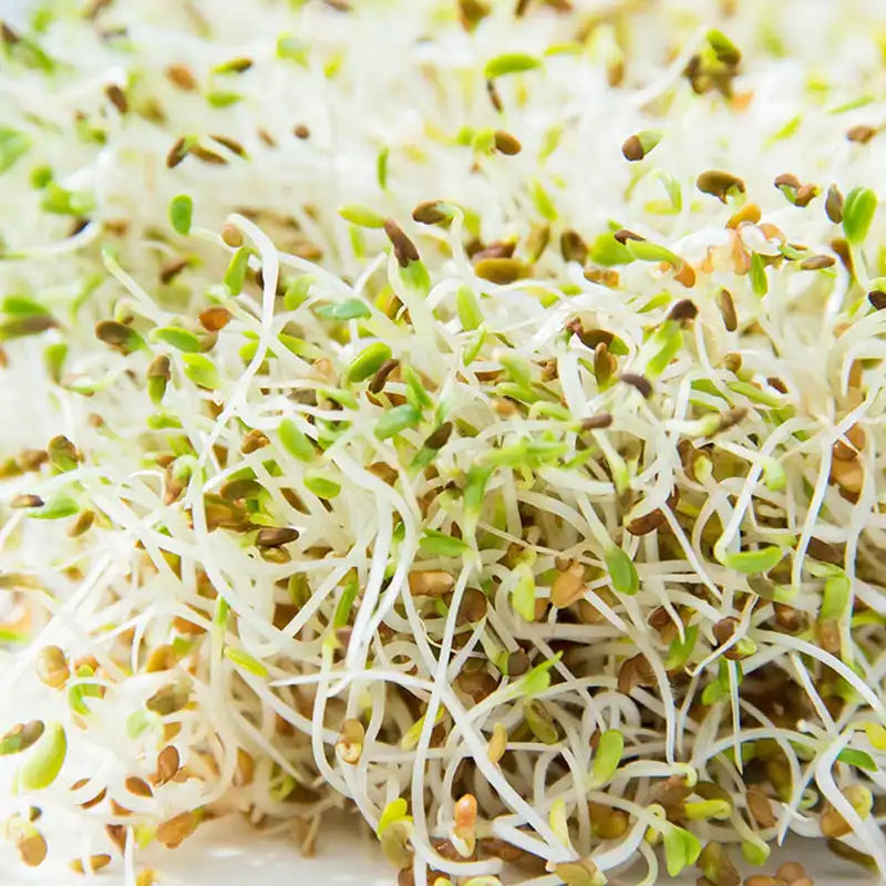 Organic Spring Salad Sprouts: Seeds from Gurney's Seed & Nursery Co.