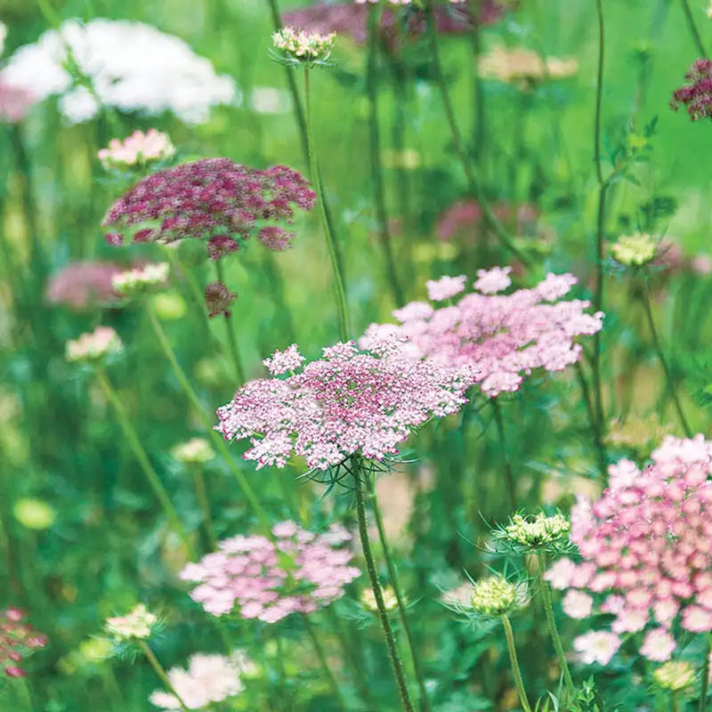 Dara Carrot Wildflower Seed Packet: Seeds from Gurney's Seed & Nursery Co.