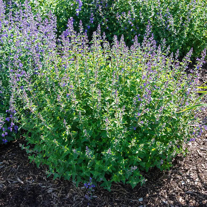 Catnip Herb Seeds: Herb Seeds and Plants from Gurney's Seed & Nursery Co.