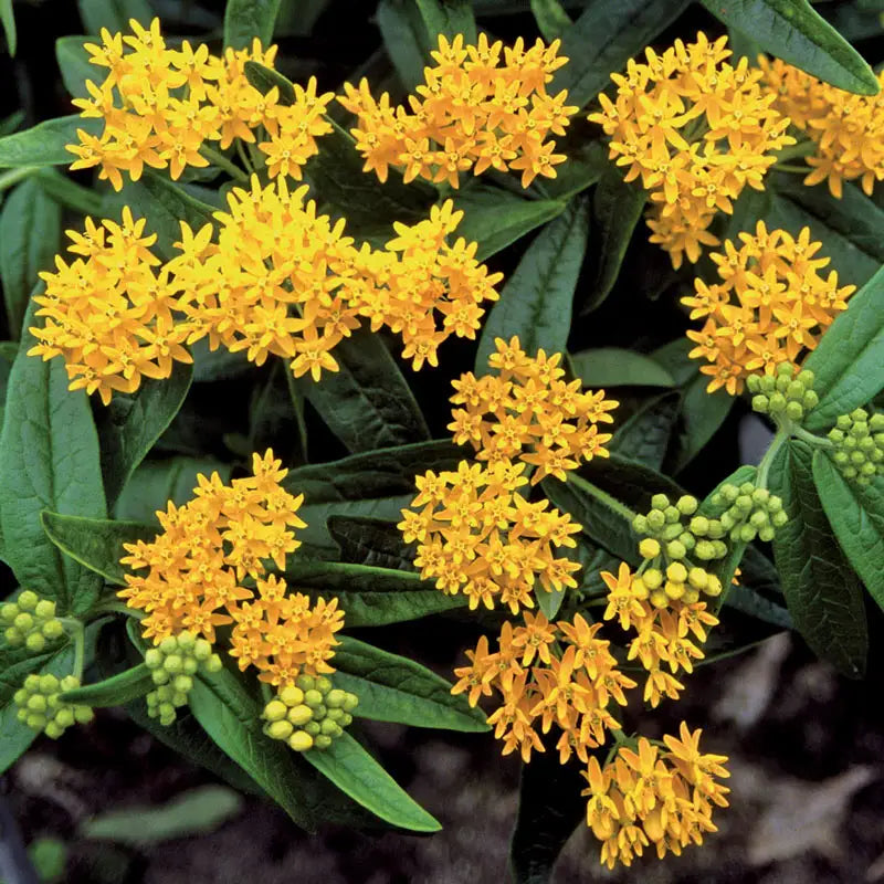 Hello Yellow Butterfly Flower | Gurney's Seed & Nursery Co.