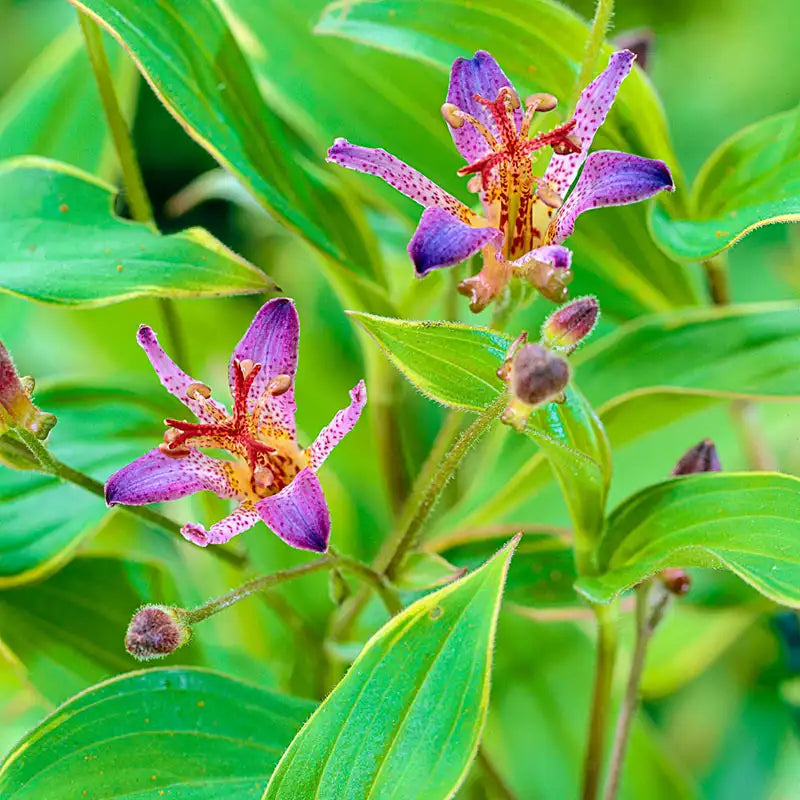 Samurai Variegated Toad Lily | Gurney's Seed & Nursery Co.