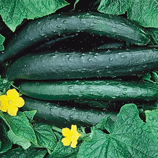Sweet Success Hybrid Slicing Cucumber | Gurney's Seed & Nursery Co ...