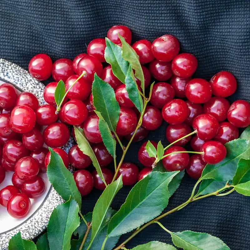 Wowza!® Bush Cherry | Gurney's Seed & Nursery Co.