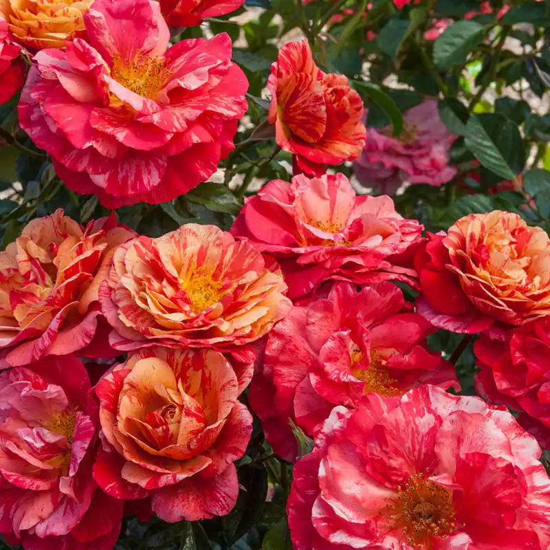 Frida Kahlo Floribunda Rose | Gurney's Seed & Nursery Co.
