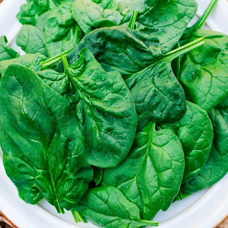 Acadia Hybrid Spinach Seed | Gurney's Seed & Nursery Co.