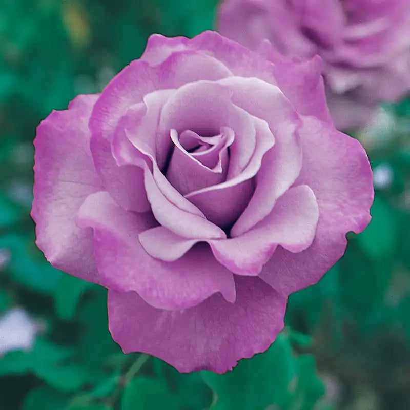 Angel Face Floribunda Rose | Gurney's Seed & Nursery Co. – Gurneys